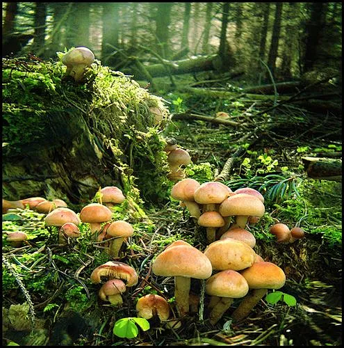 (762) Pinterest-花瓣网