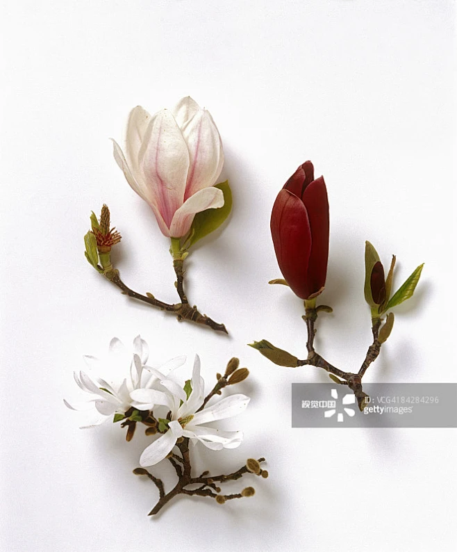 Three examples of magnolias, pink and red Magnolia x soulangeana and ...