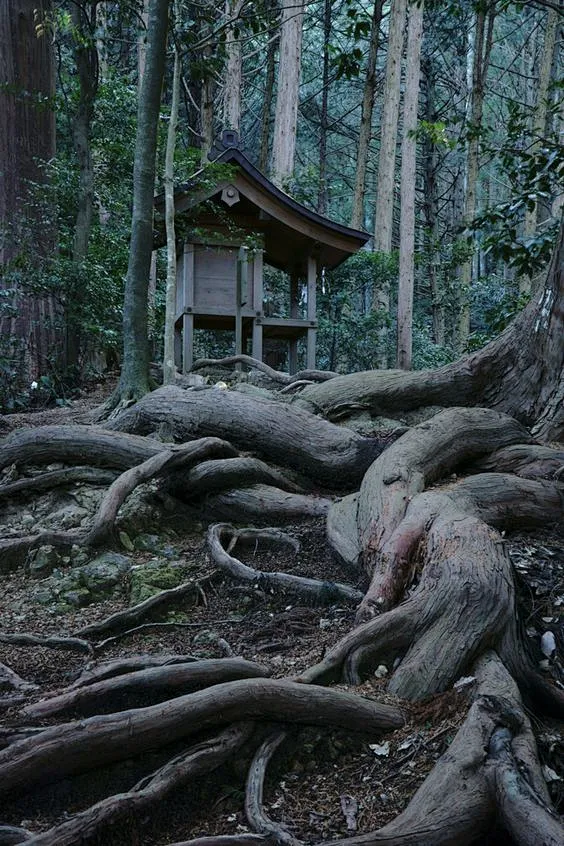 Okuni shrine, Shizuoka, Japan 小國神社-花瓣网