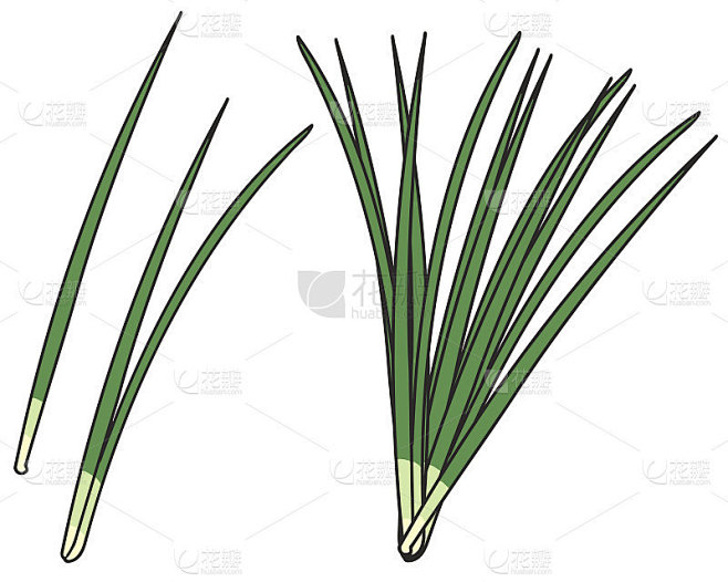 Chinese chive