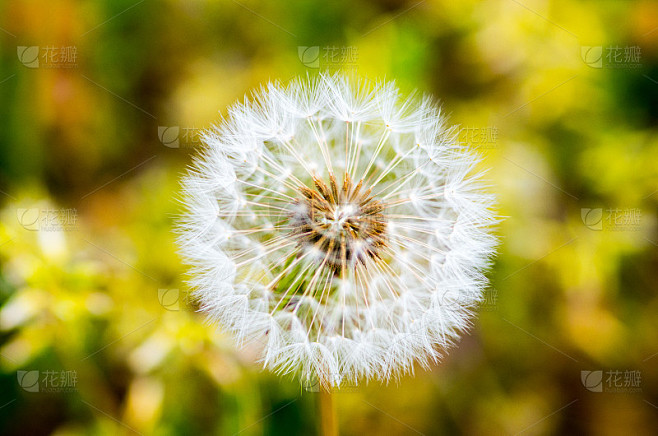 Dandelion-fluff