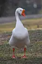 Toulouse Goose Bird Duck Domestic Goose PNG - Free Download图片_待分类图片素材-花瓣网