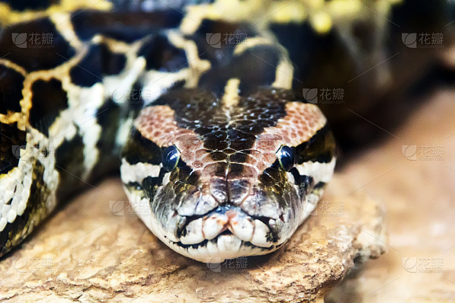蟒蛇头的照片近距离在全脸