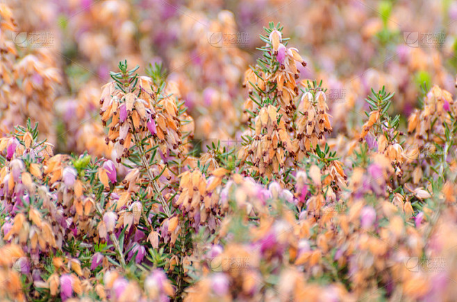 Erica carnea L. December Red