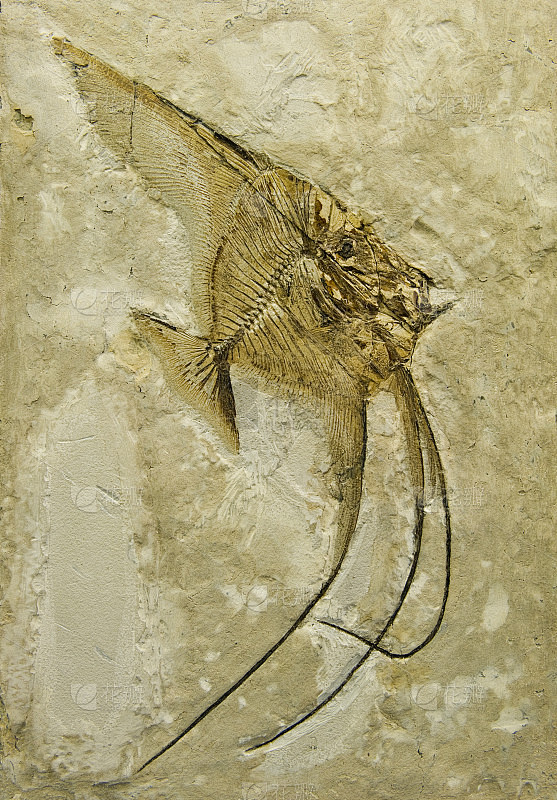 鱼的化石。Ceratoichthys Pinnatiformis。