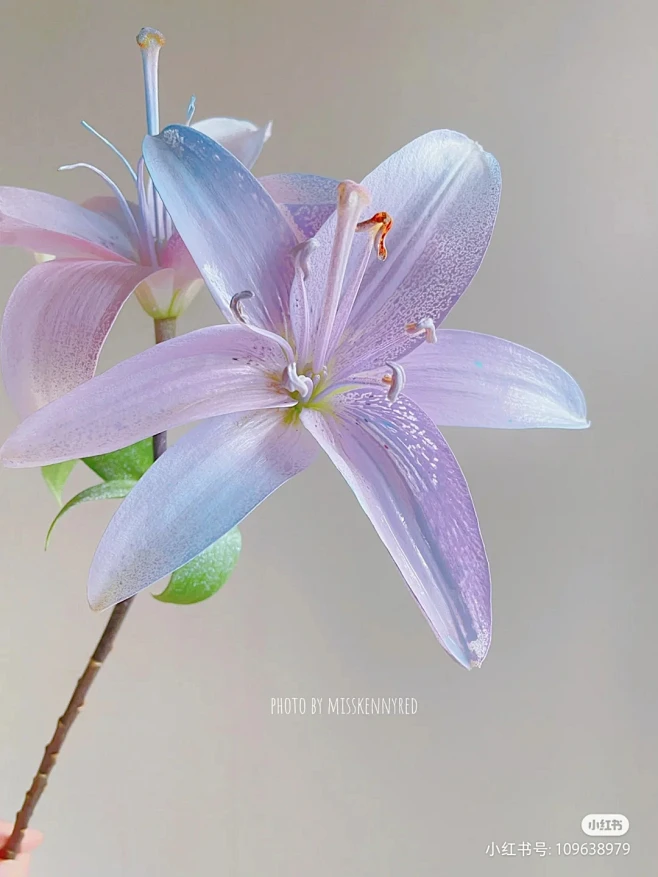 XHS_165760050842101027901605hvxabqc60118n0c449470-花瓣网