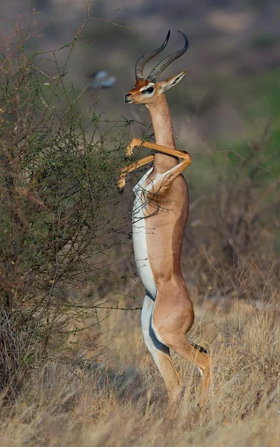 (22) Pinterest-花瓣网