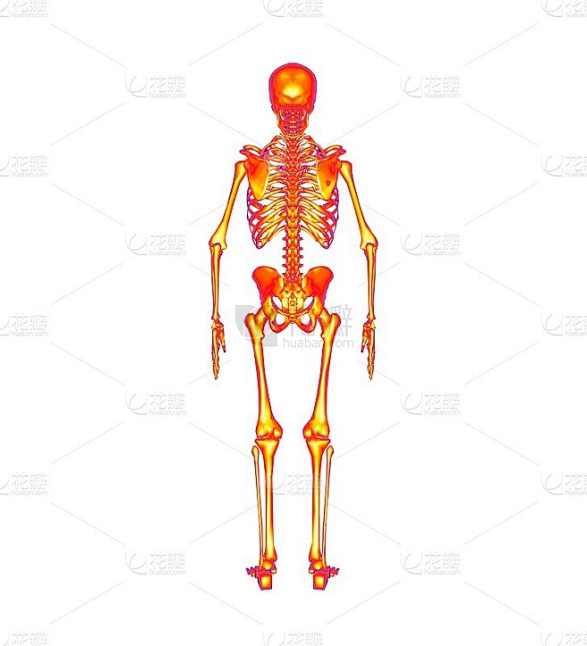 人体解剖学骨骼3D渲染
