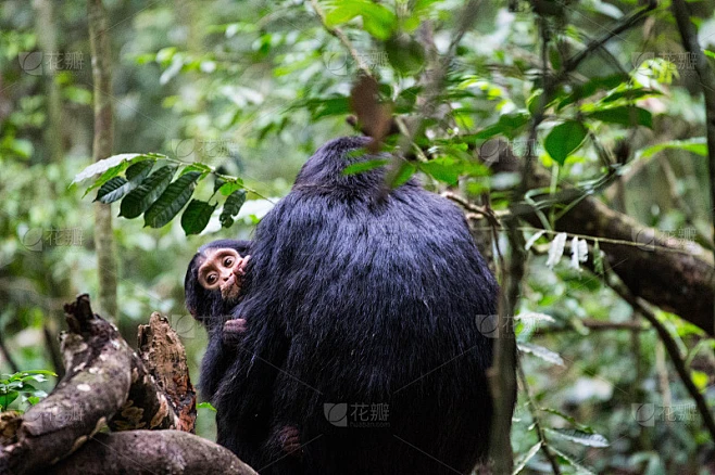 Chimpy图片_其他图片图片素材-花瓣网