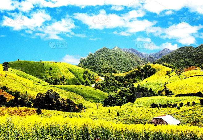 田野里的花朵和蓝天。素材-花瓣网