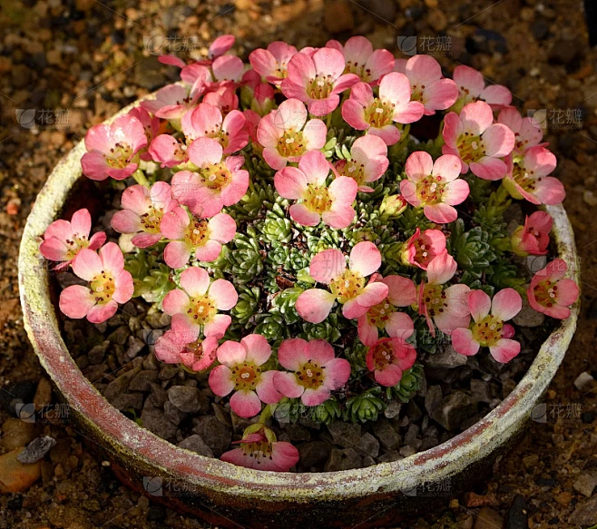 虎耳草奥古斯特雷诺阿素材-花瓣网