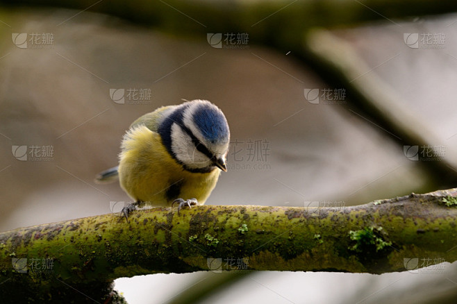 bluetit