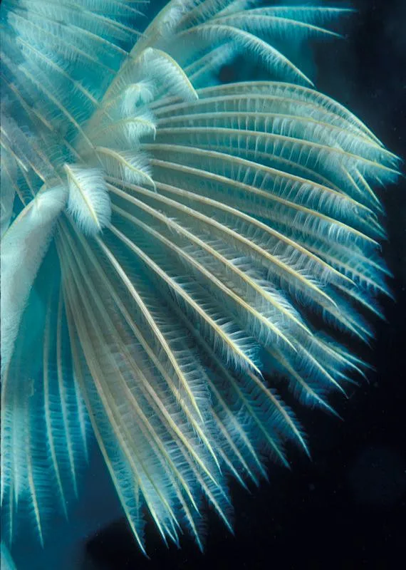 Turquoise Feather Duster Worms图片_植物-真实图片素材-花瓣网