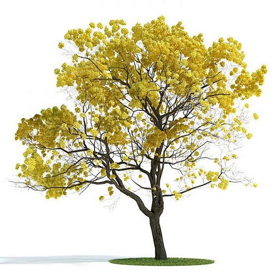 Yellow Leaf Tree by Evermotion. Tabebuia chrysantha. High detailed ...