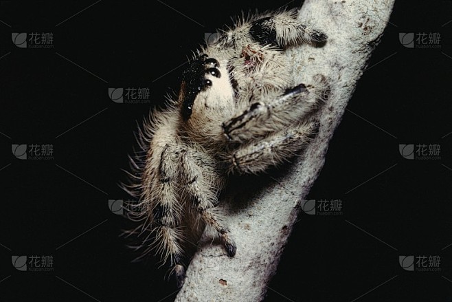 跳蛛(Phidippus Workmani)