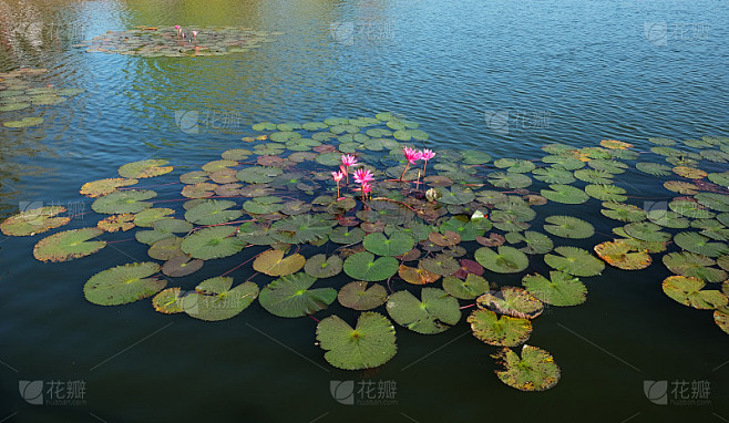 水面上覆盖着树叶和荷花。池塘里的荷花。