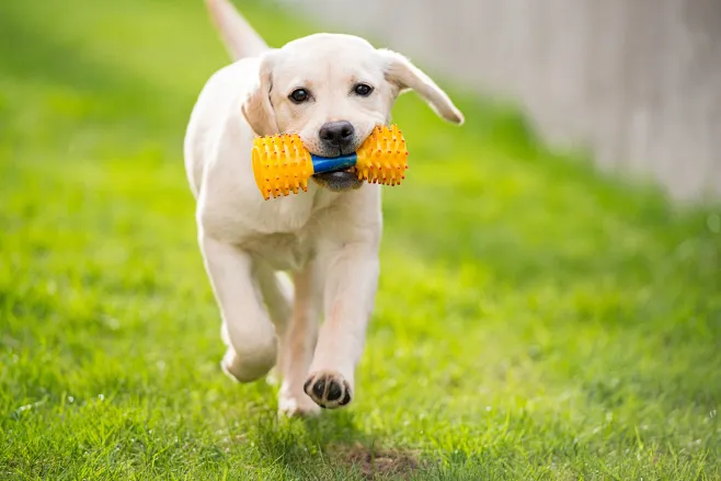 Dog toy: 2 thousand results found in Yandex Images-花瓣网