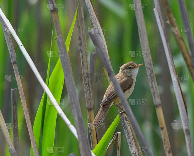 芦苇,沼泽,鸣鸟,大苇莺,浅蓝色,自然,褐色,野生动物,水平画幅,无人