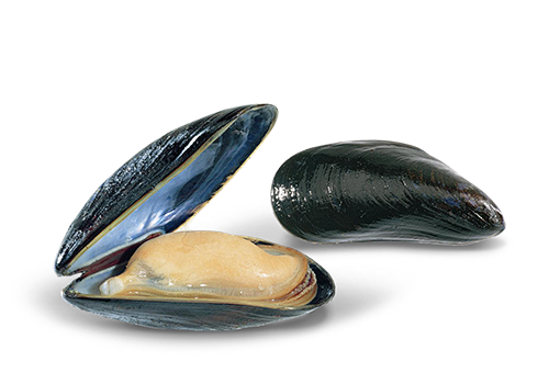 Mussel-PNG-HD