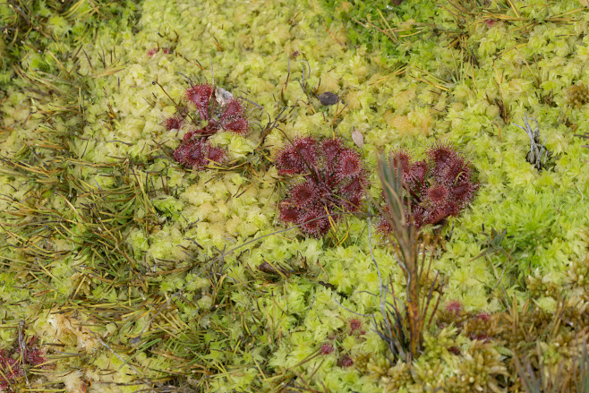 Mossy Bog (34)