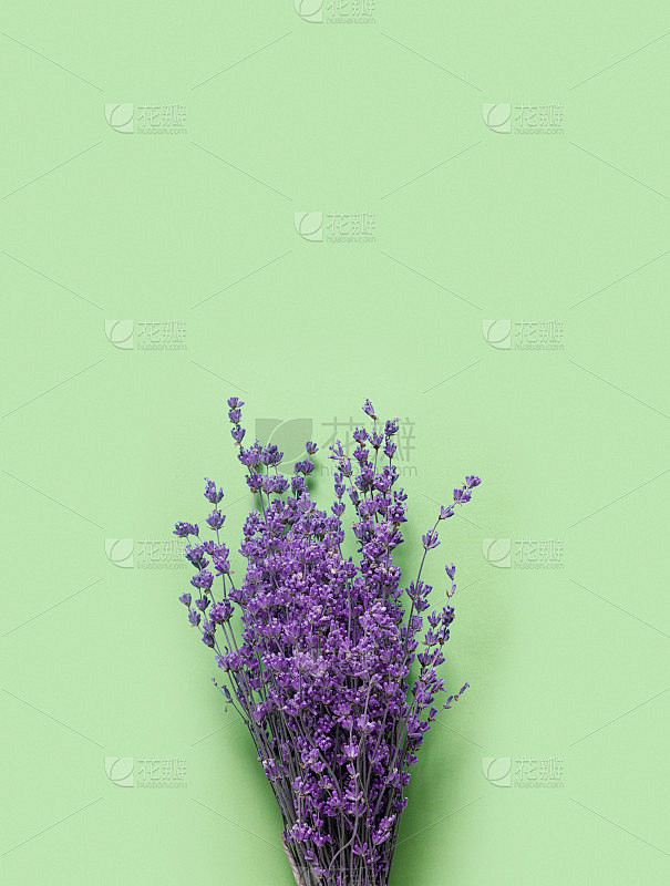 干紫色芬芳的薰衣草枝在绿色的纸背景上。