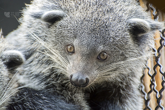 熊脸(Arctictis binturong)