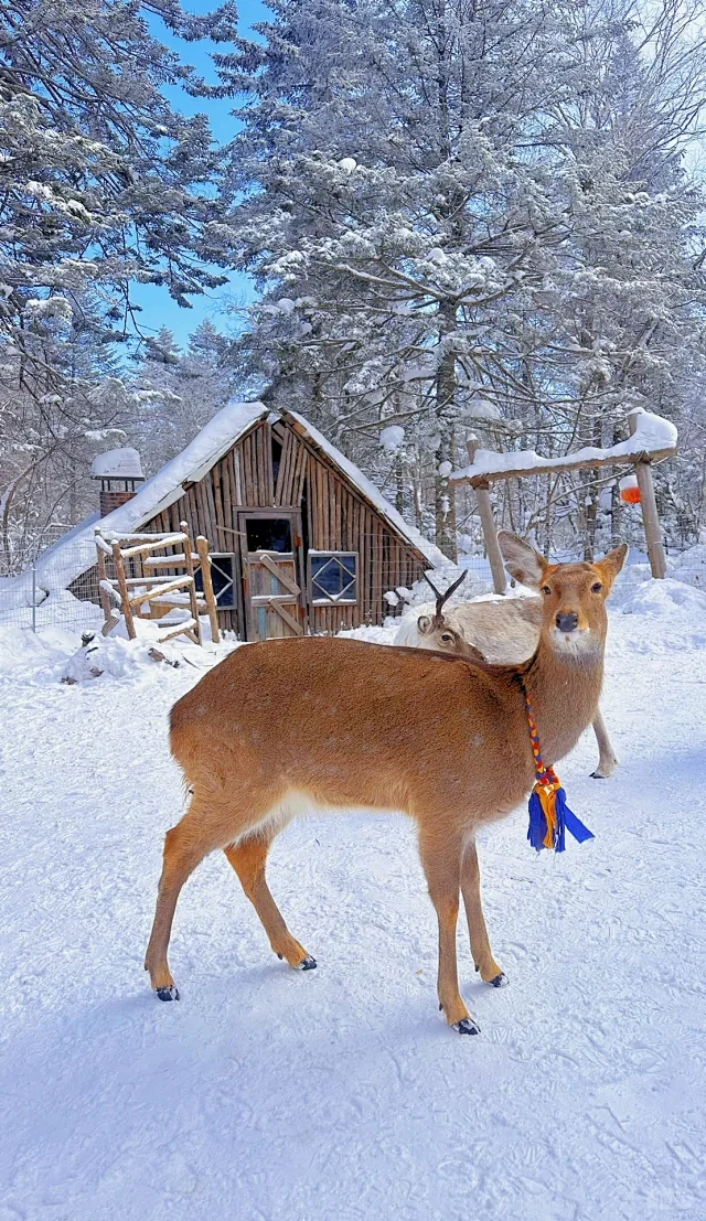 延吉雪景 - 小红书搜索-花瓣网