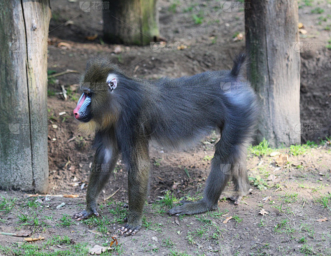 山魈(Mandrillus sphinx)