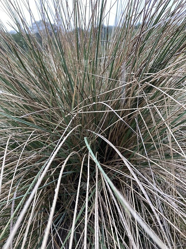 Duingras素材-花瓣网