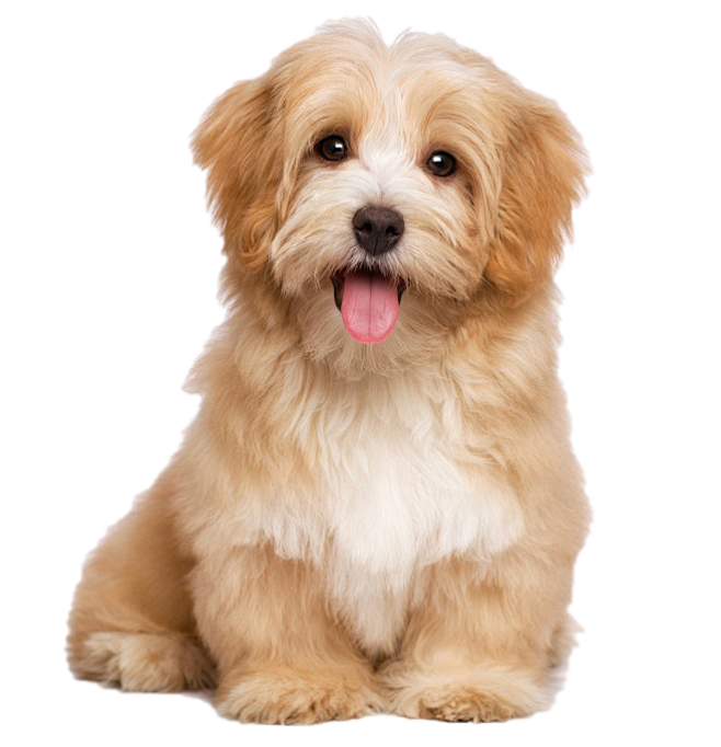 Dog Sitting PNG HD