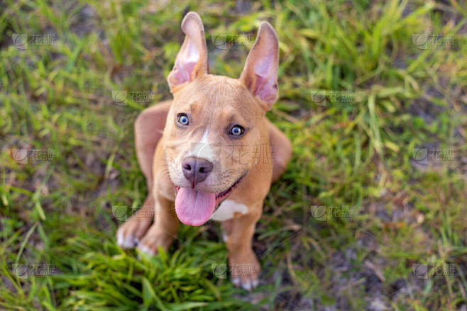 皮特布尔 · 特里埃（Pitbull Terrier），一只铜色的小狗，坐在草地上，望着夕阳西下的阳