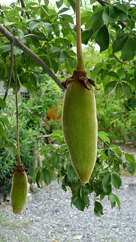 猴面包树的果实，非洲树的果实