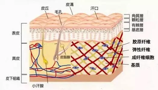 皮肤组织_百度图片搜索-花瓣网