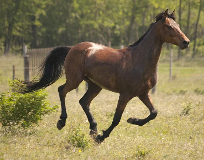 roheryn_8_by_syccas_stock-d5ool54.jpg-花瓣网