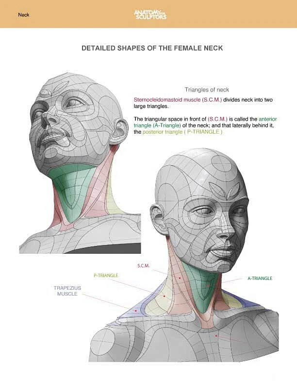 Female neck anatomy shapes-花瓣网