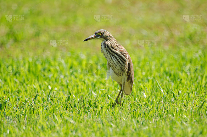 Chinese pond heron On the lawn,