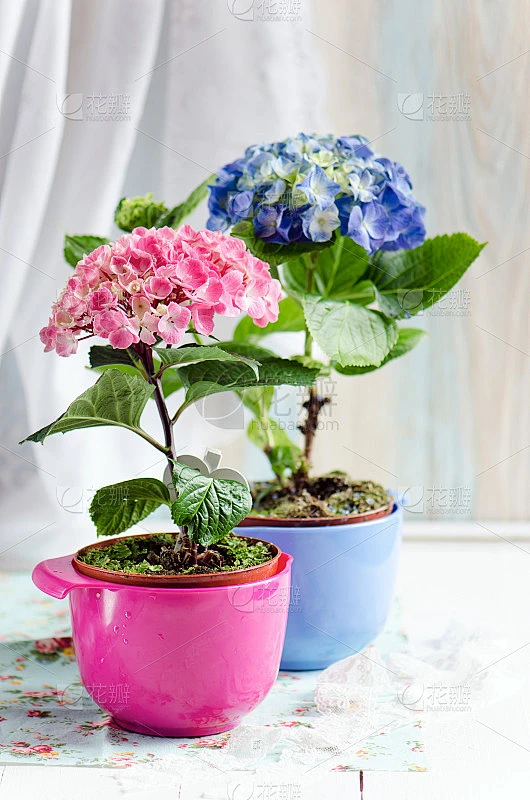 绣球花的花盆素材-花瓣网