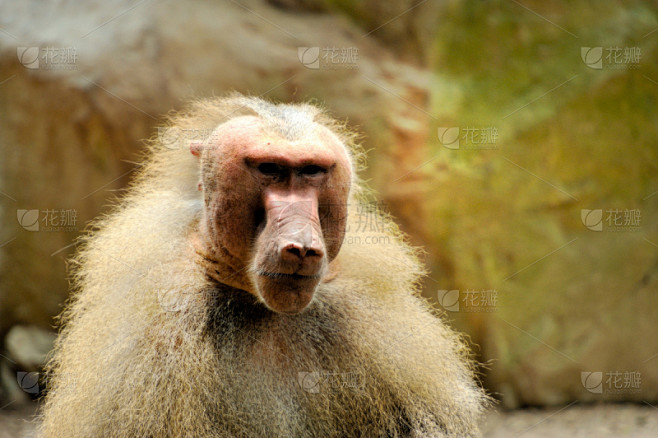 阿拉伯狒狒,狒狒,猿,自然,褐色,野生动物,水平画幅,岩石,生物,面部表情