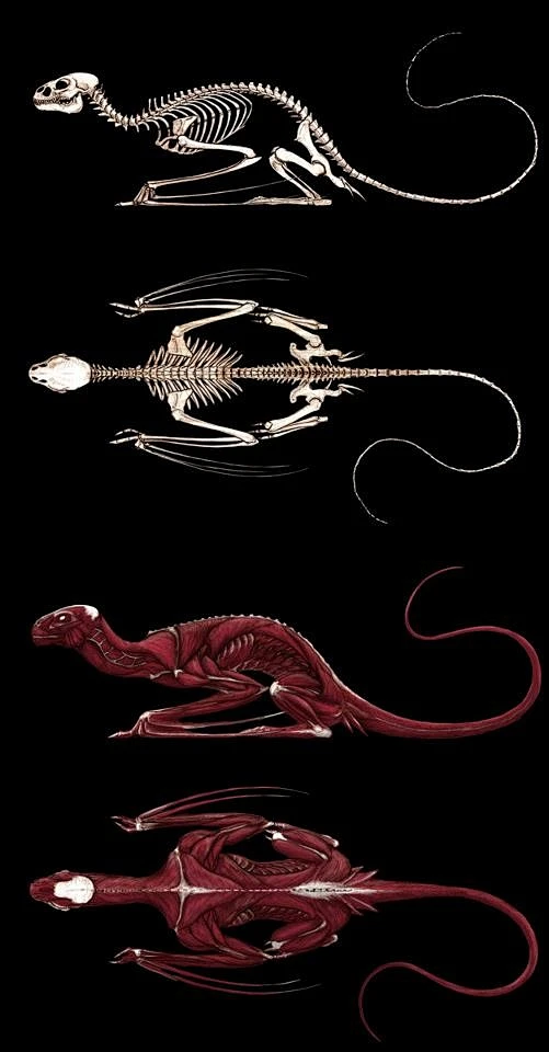 Anatomy of Rhaegal, Viserion & Drogon! Art by deviantetienne on ...