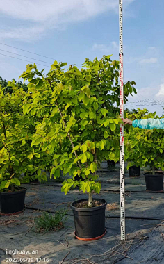 灌木及地被-花瓣网|陪你做生活的设计师 | 北美腹水草