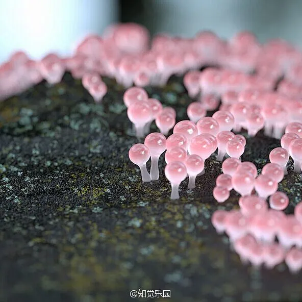 #知觉物#数码艺术家David Brodeur呈现一个充满浆果味植物,发光的水晶形状的植物的外星世界。-花瓣网