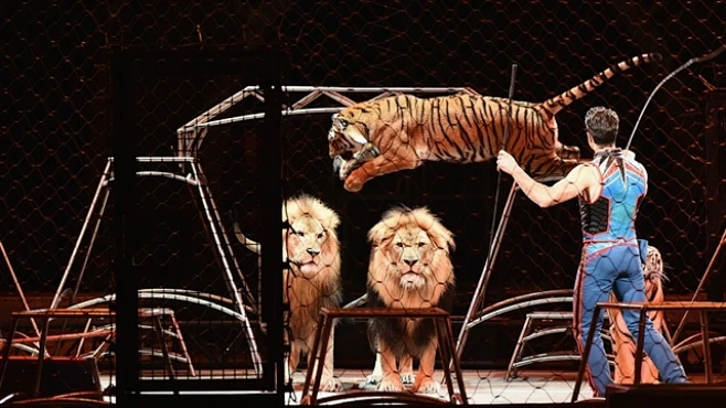 “Circus”的图片搜索结果-花瓣网