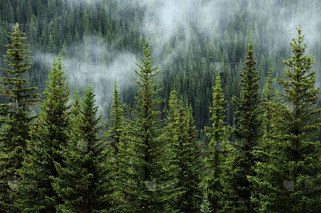 森林素材-花瓣网