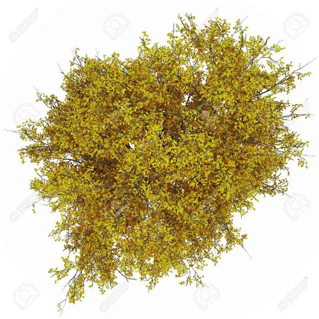 18093538-ash-tree-top-view.jpg (1300×1300)-花瓣网