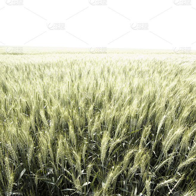 wheatfield