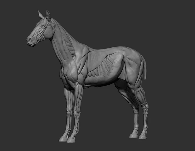 Green - Quarter Horse ecorche 3dtotal, Gael Kerchenbaum : This is Green ...