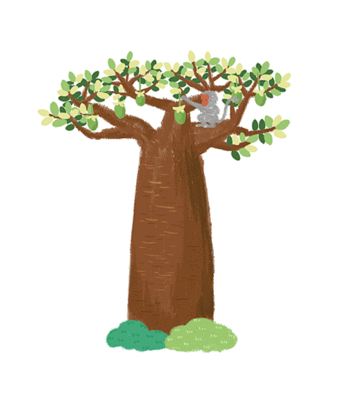 猴面包树_百度图片搜索-花瓣网