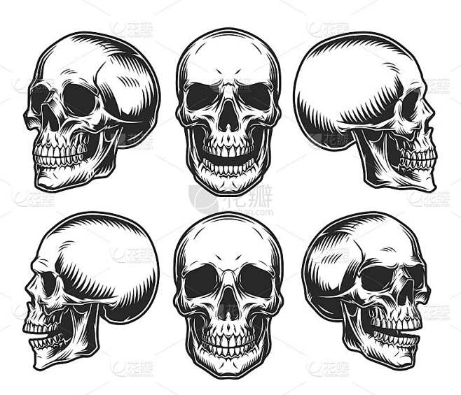 Human skulls collection素材-花瓣网