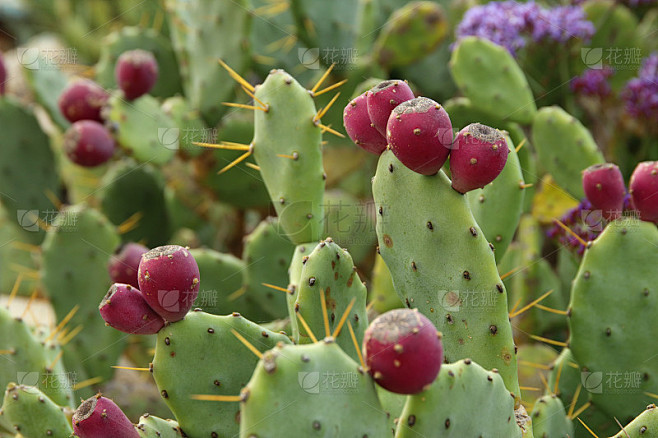 绿色剑齿虎仙人掌的宏图。