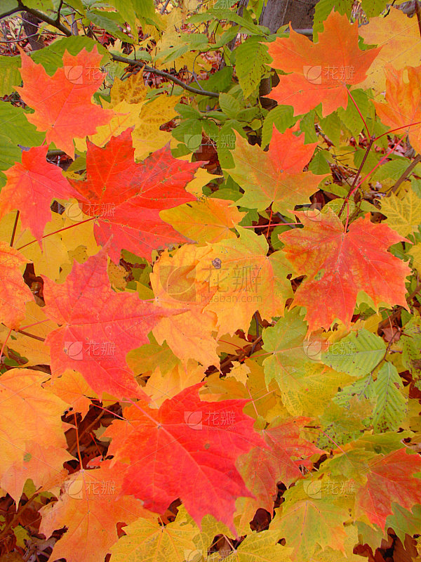 秋天五颜六色的加拿大枫叶